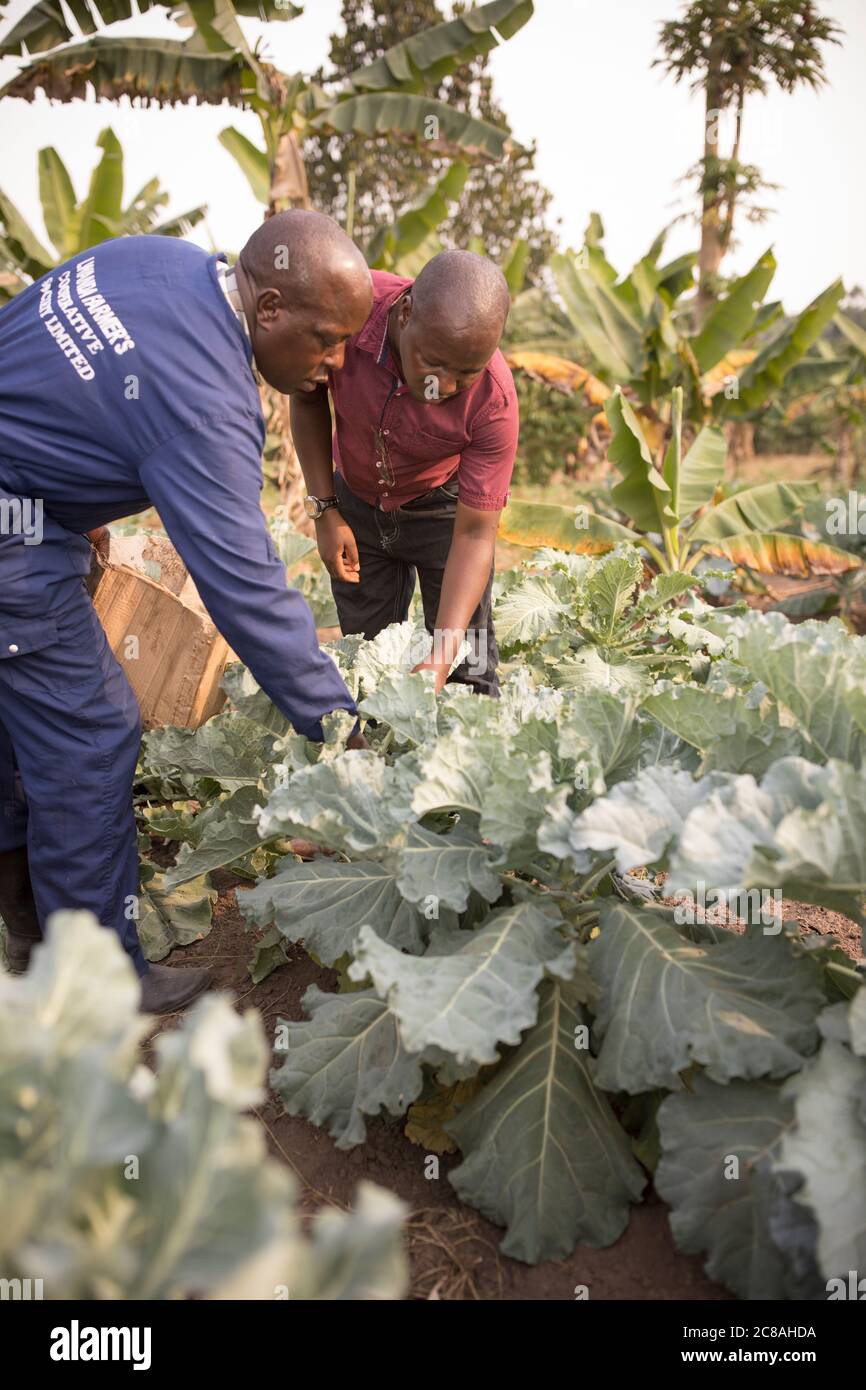 An agricultural extension worker helps a smallholder farmer harvest his ...