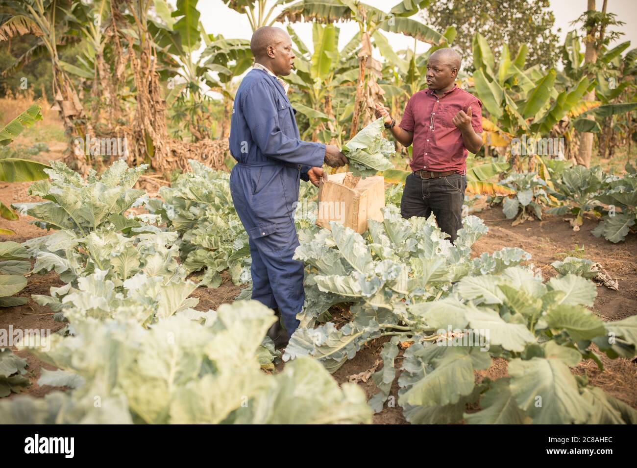 An agricultural extension worker helps a smallholder farmer harvest his ...