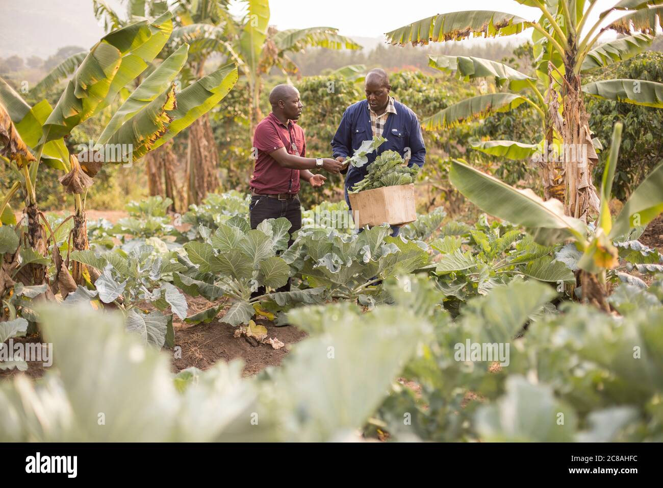 An agricultural extension worker helps a smallholder farmer harvest his ...