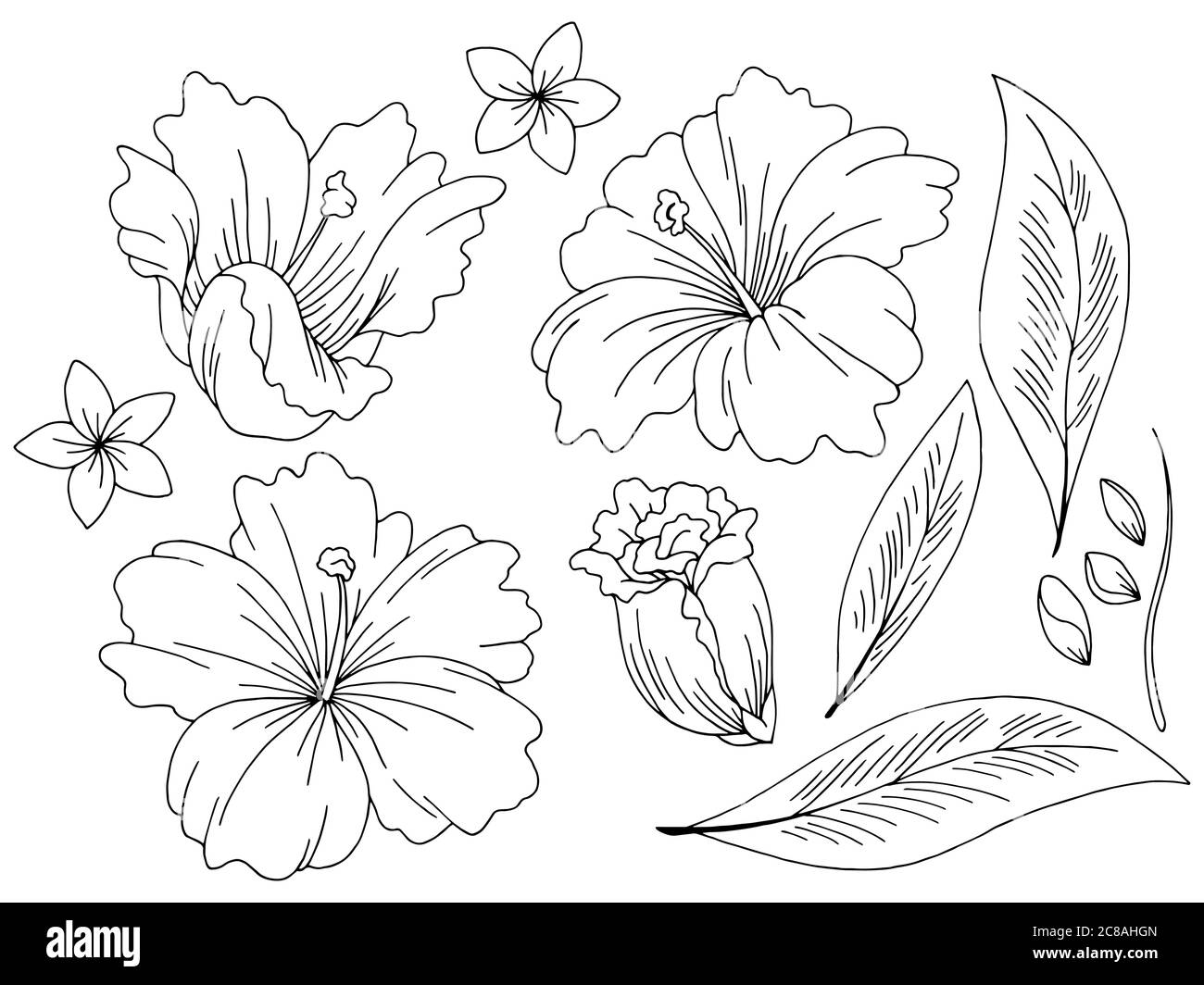 Tropical flower graphic black white isolated sketch set illustration ...
