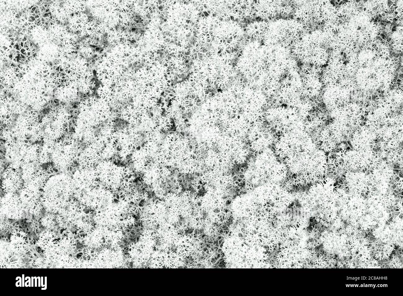 Northern reindeer moss closeup, forest litter, natural texture ...