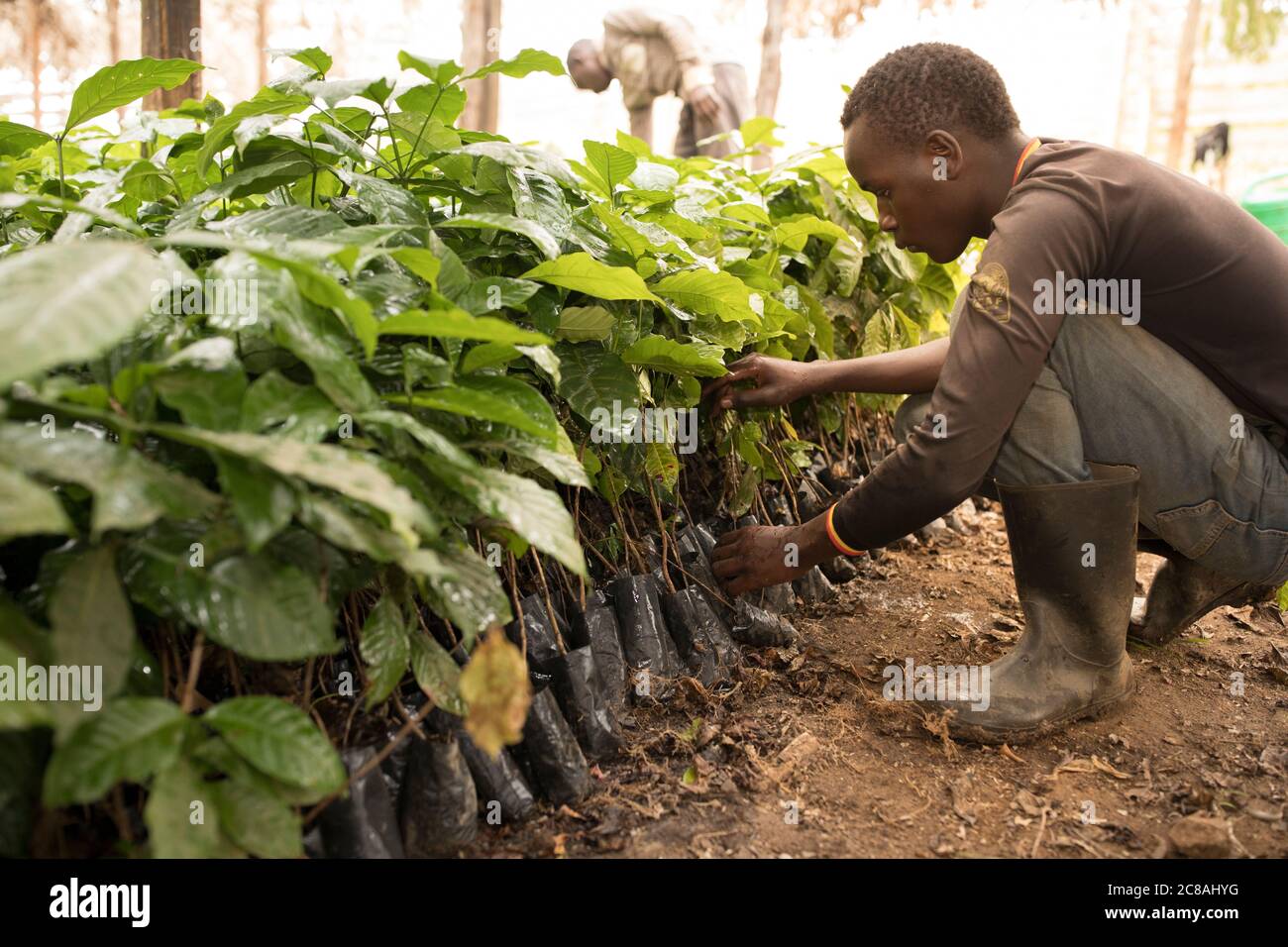 Muyimba Derrik (19) cares for coffee seedlings in his family's nursery ...