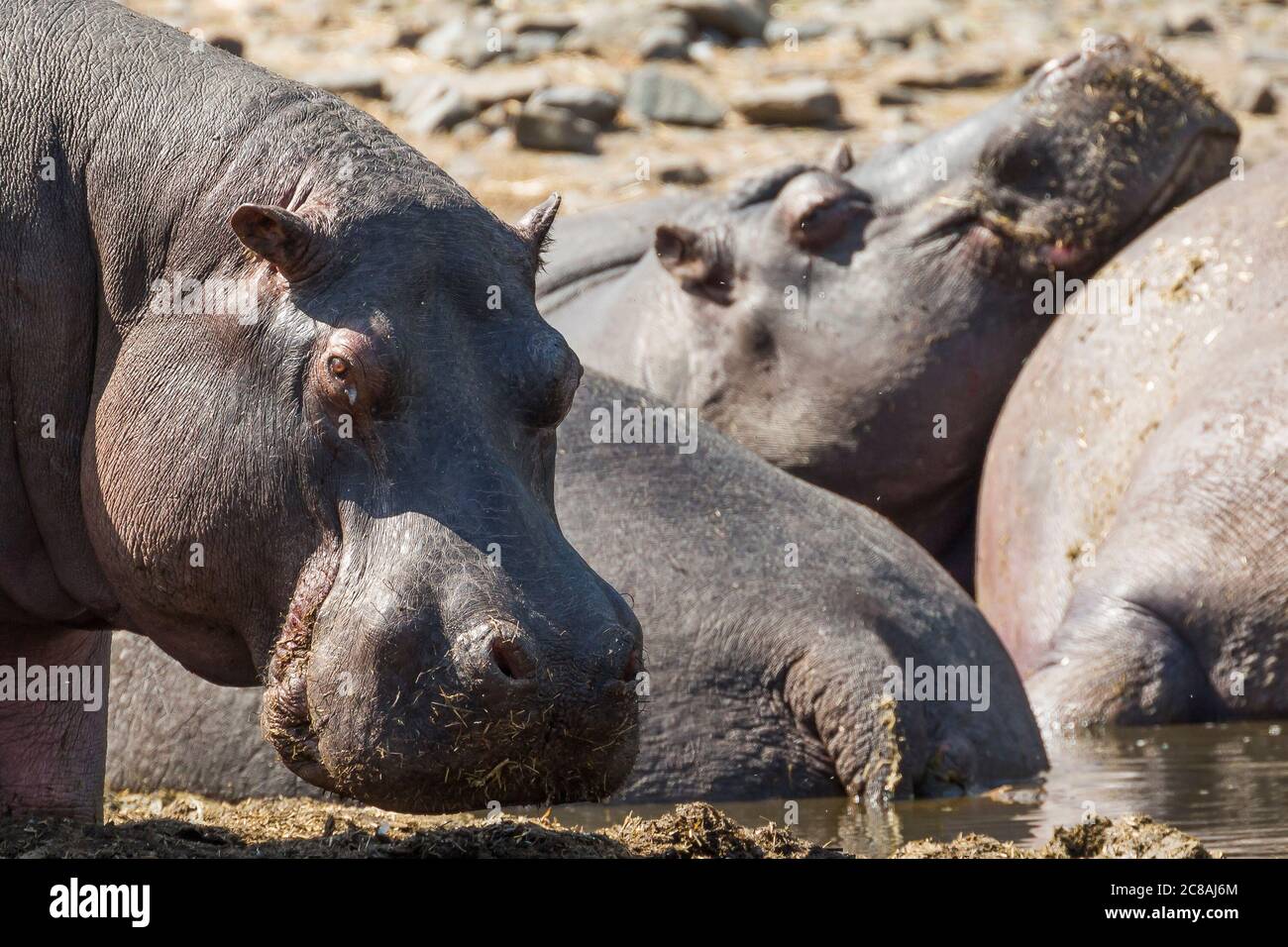 Hippopotamuses hippopotamus amphibius hi-res stock photography and ...