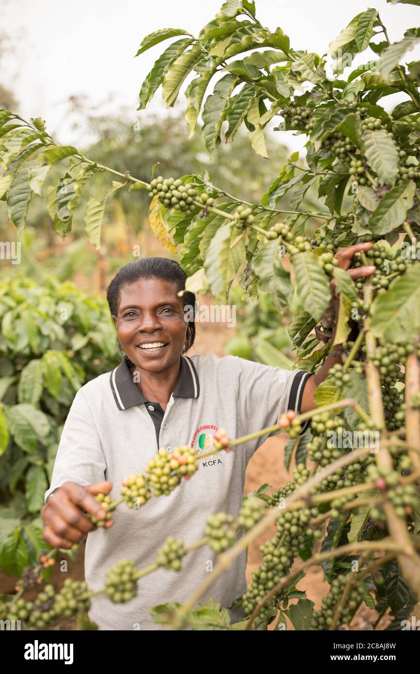 A commercial coffee farmer examines a coffee tree full of coffee ...