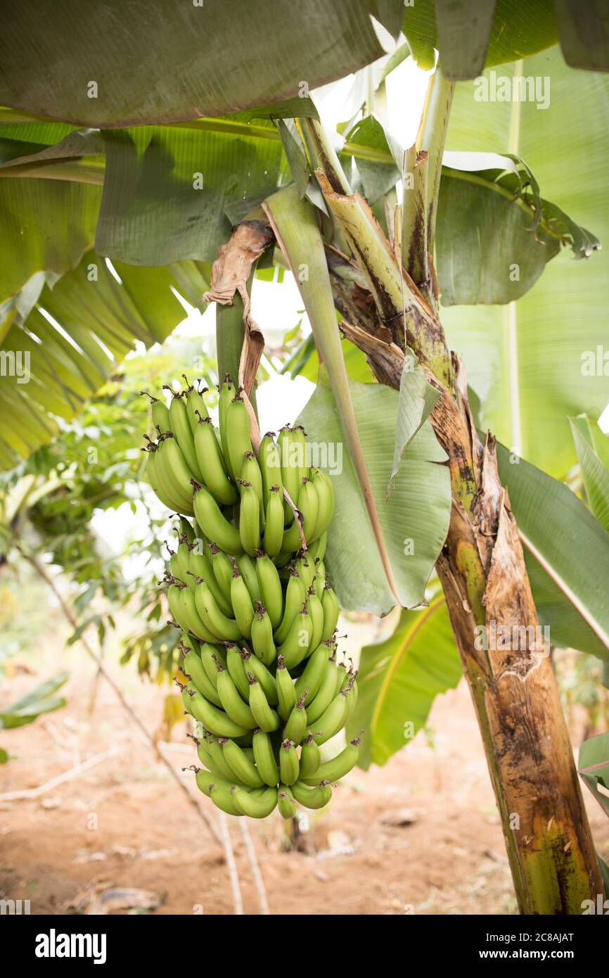 The East African highland banana is a starchy, savory banana and a ...