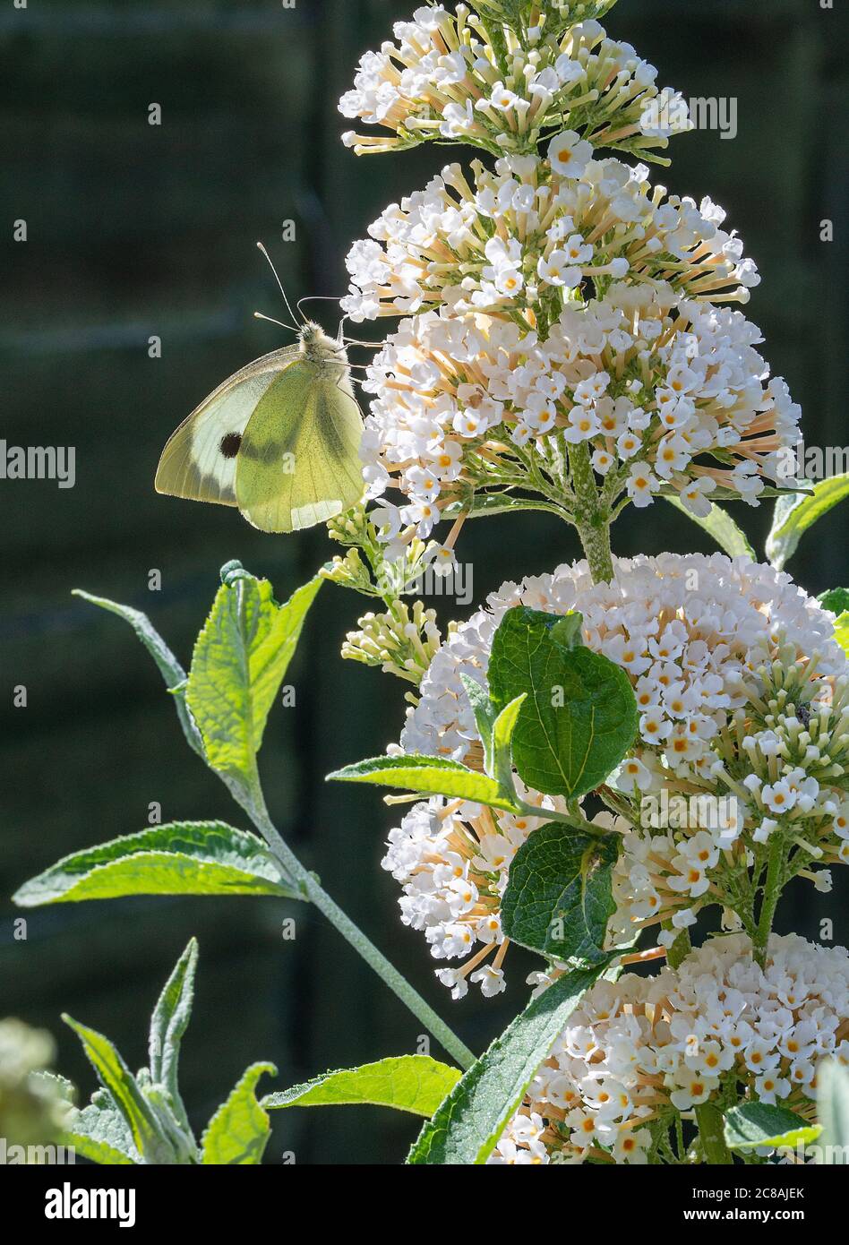 Female on buddleja hi-res stock photography and images - Alamy
