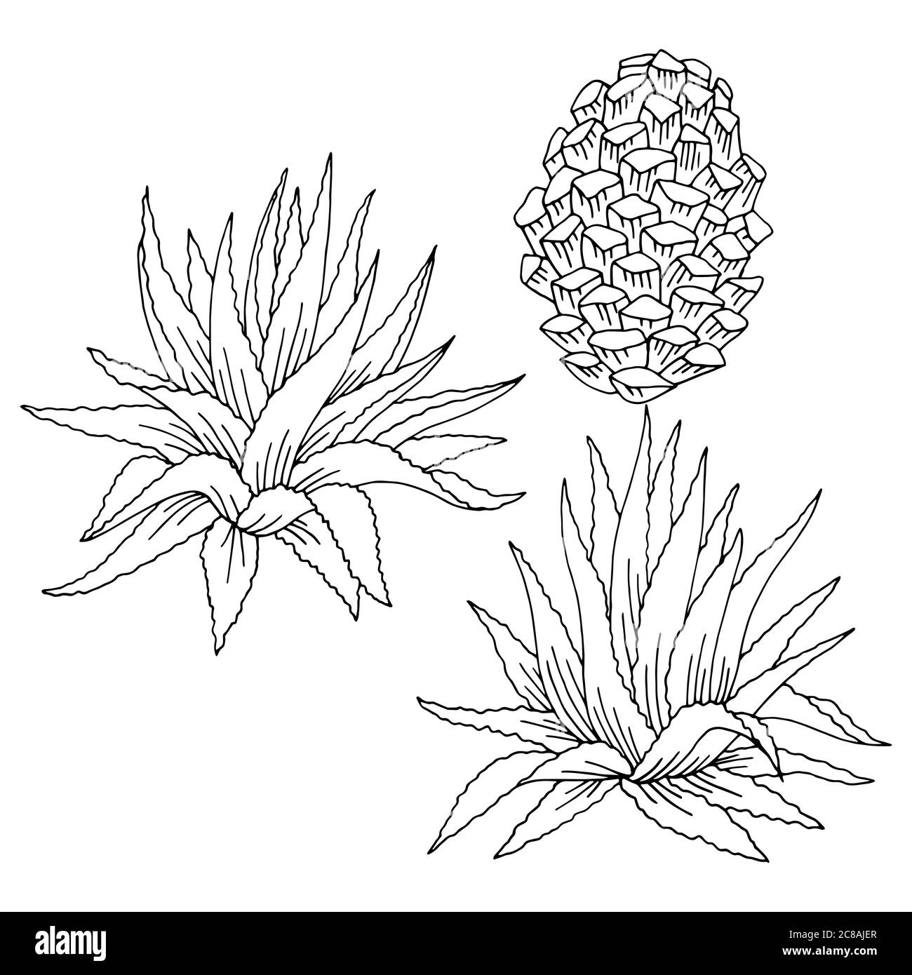 Blue Agave Plant Illustration