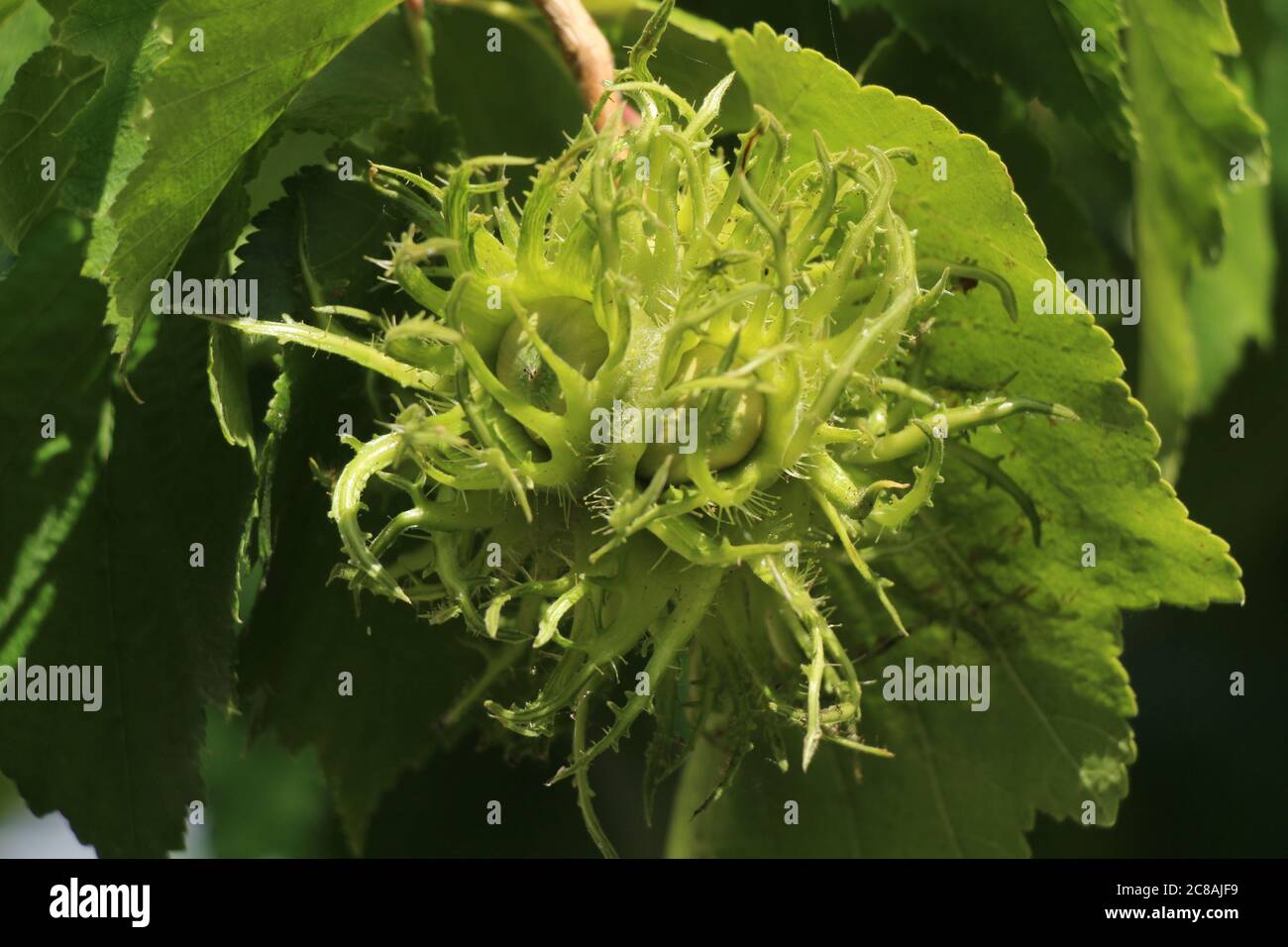 A cob nut tree is seen near Jinonice, Prague, Czech Republic. It is ...