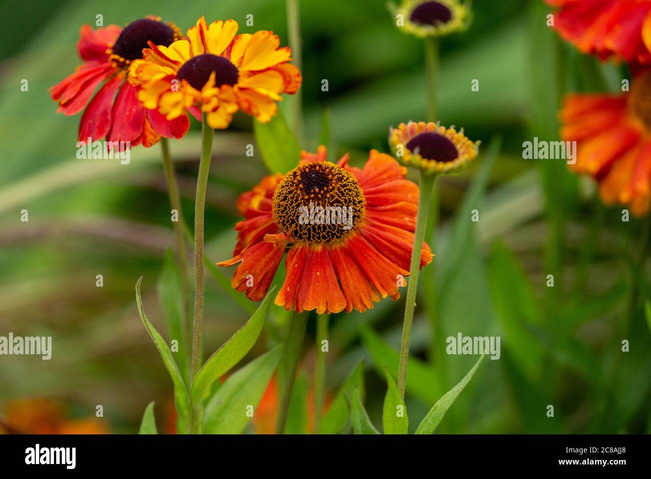 Orange and yellow helenium flowers in summer Stock Photo - Alamy