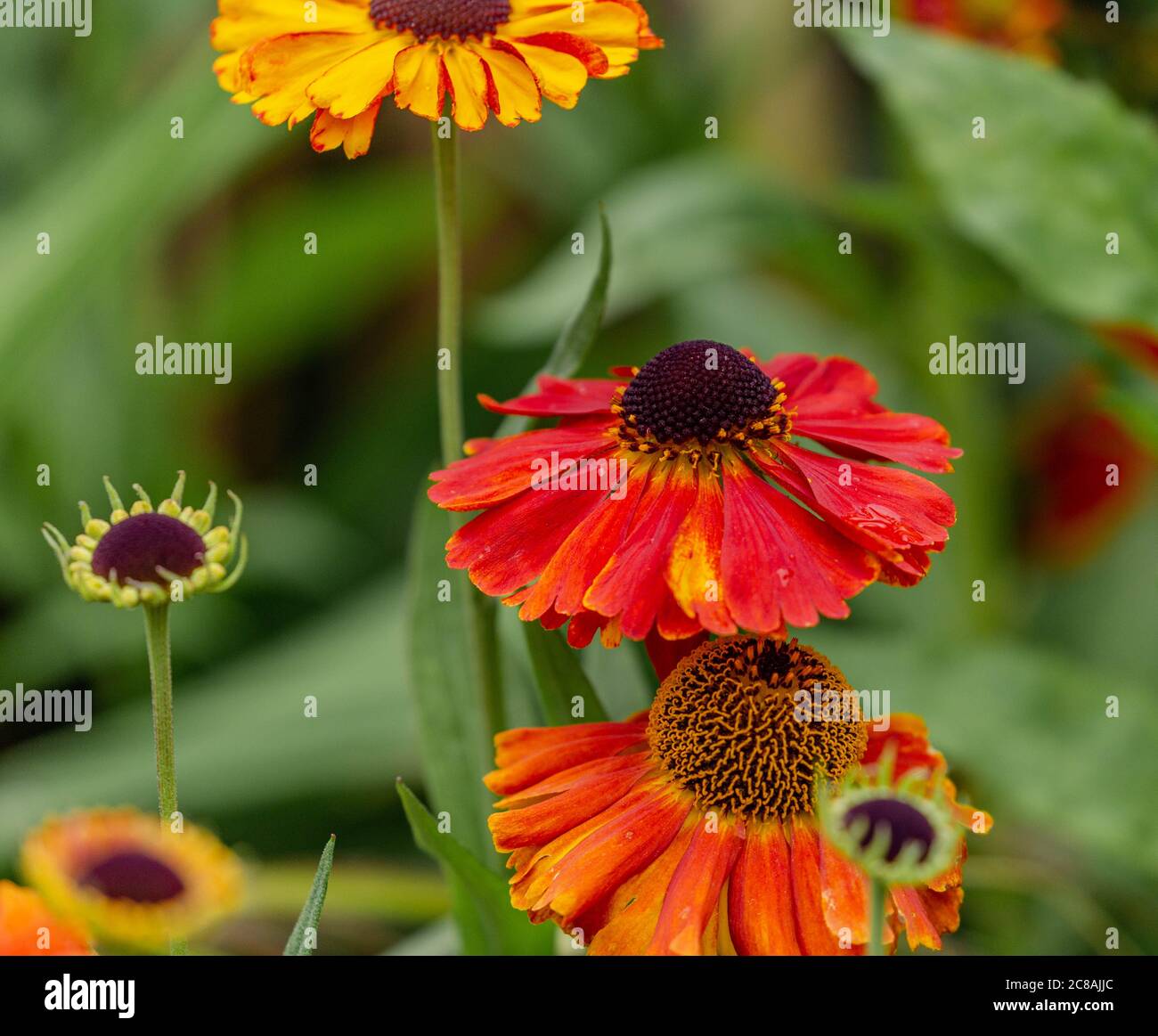 Cone shaped flowers hi-res stock photography and images - Alamy