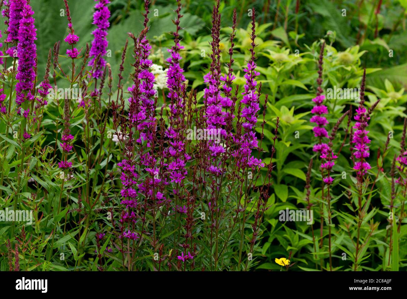 Lythrum Salicaria. Purple Loosestrife Stock Photo - Alamy