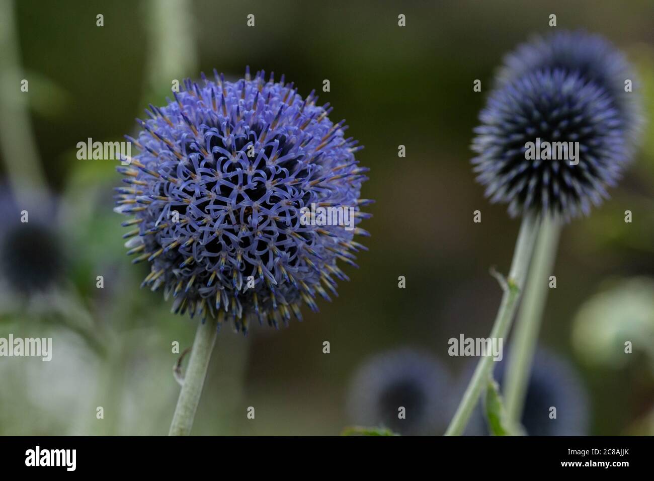 Globe thistle thistles blue flower flowers hi-res stock photography and ...