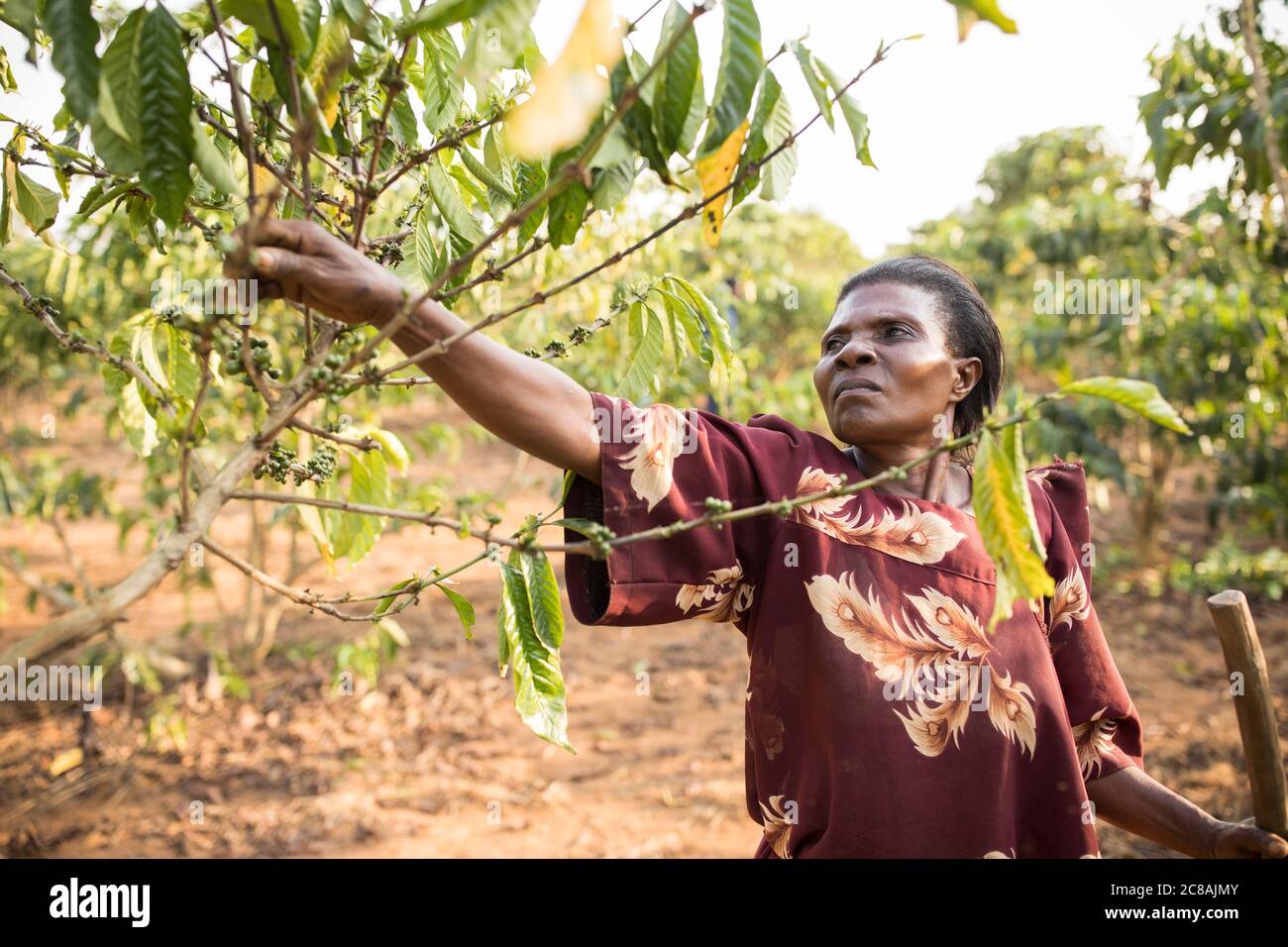 Coffee Plantation Africa