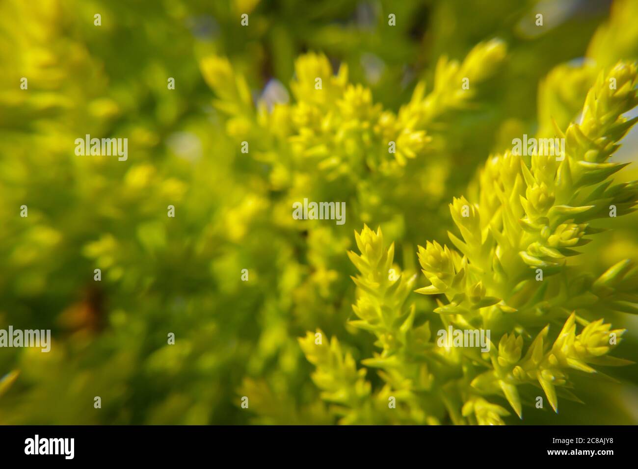 Sharp leaves hi-res stock photography and images - Alamy