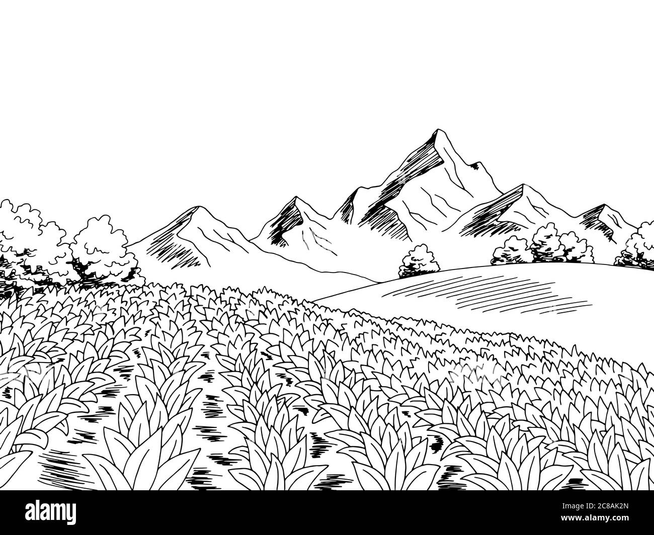 Tobacco plantation graphic black white landscape sketch illustration ...