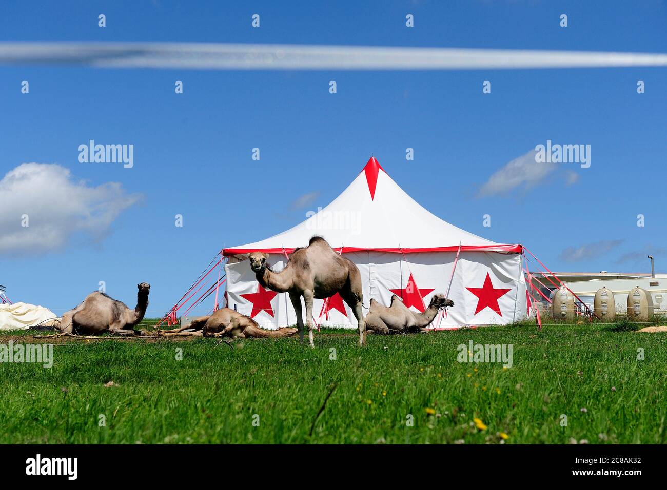 abstraction, animals, camels, camels, wildlife, beautiful animal Stock ...