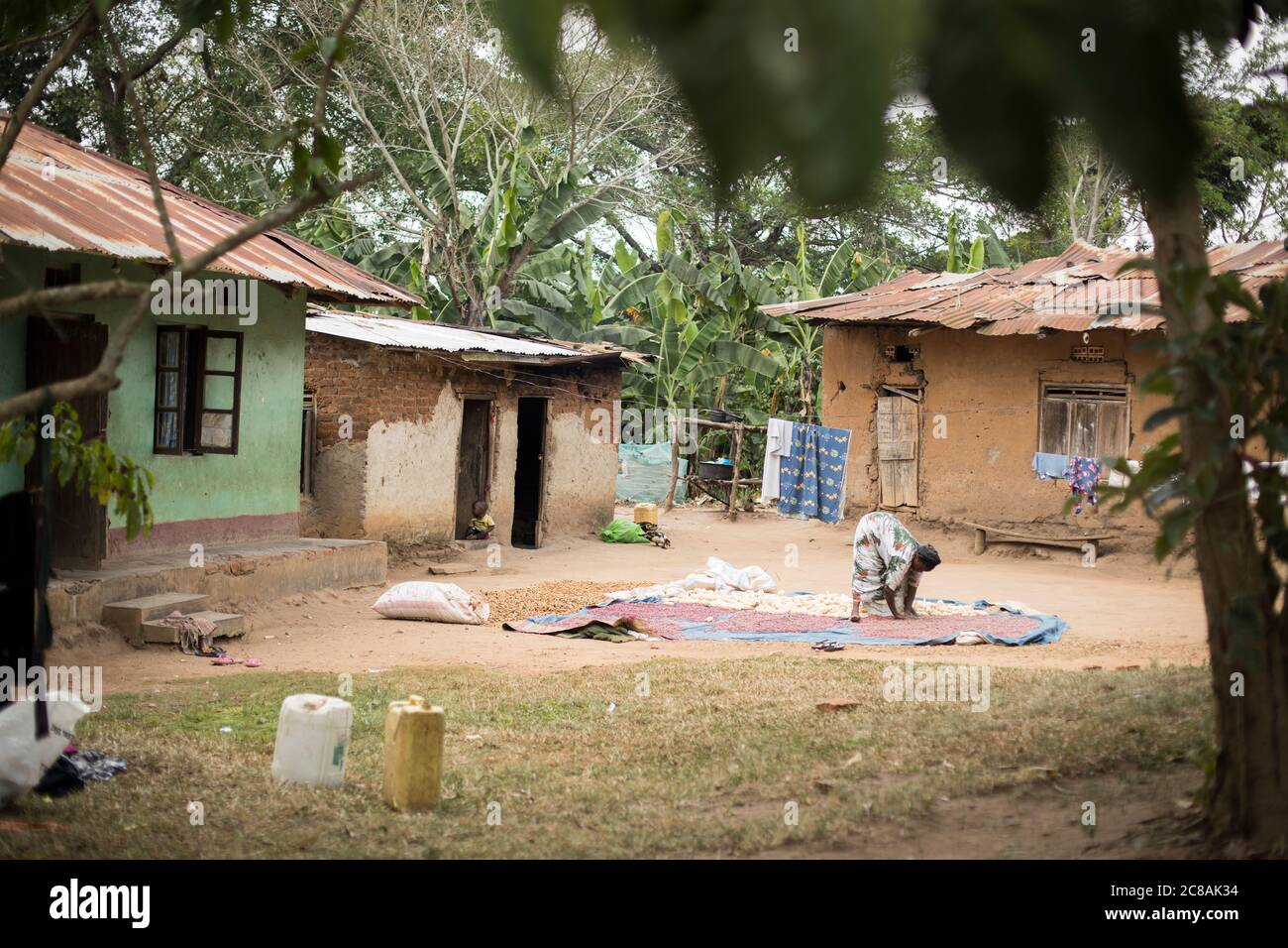Rose Nabyonga (60) dries her maize and bean harvest in front of her ...