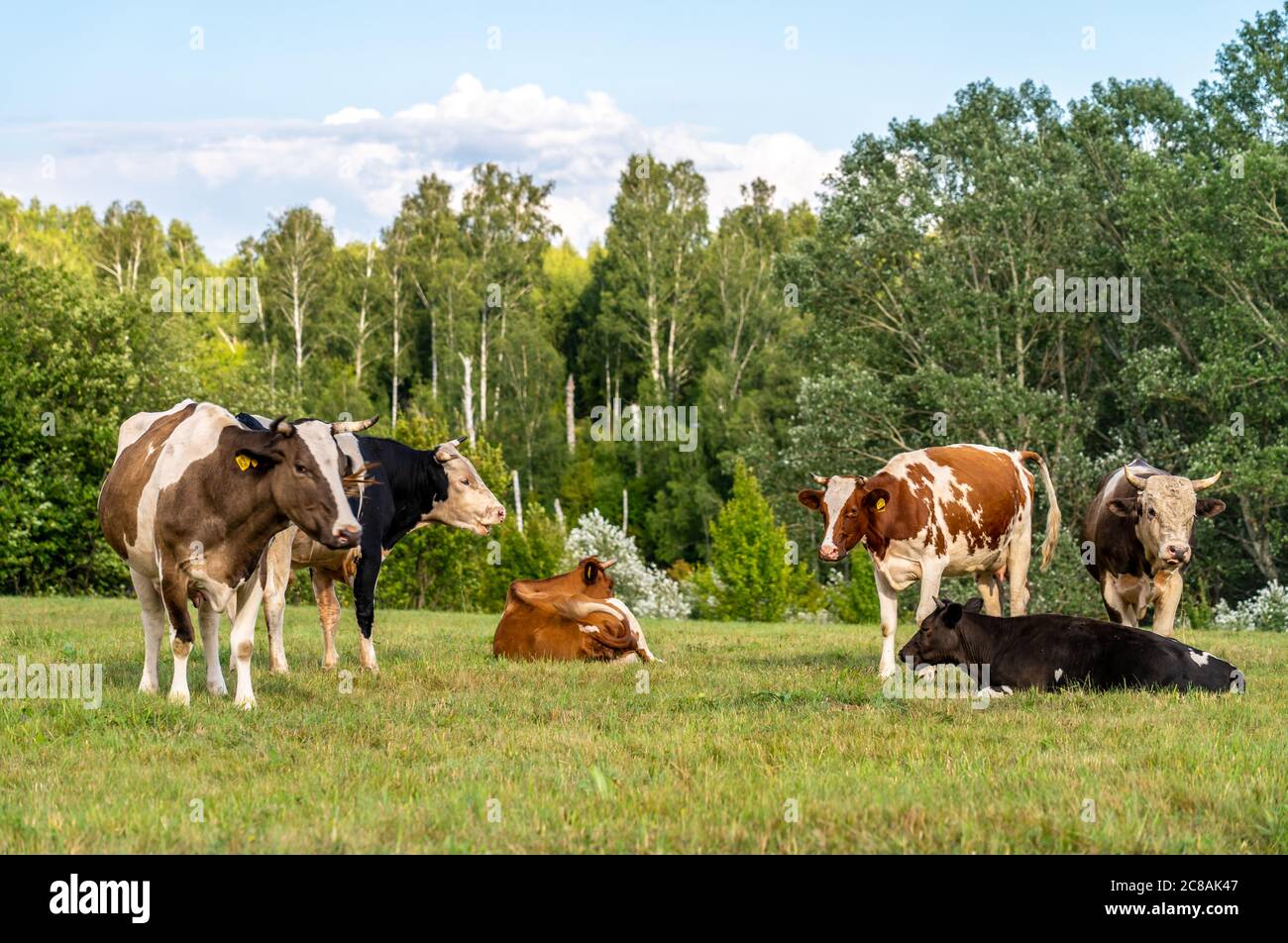 A herd of well-groomed cows and steers graze in a meadow in the woods ...