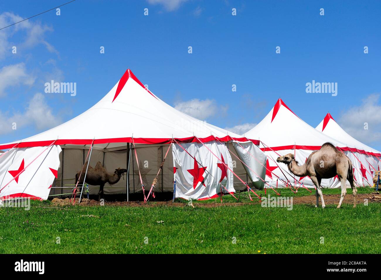 abstraction, animals, camels, camels, wildlife, beautiful animal Stock ...