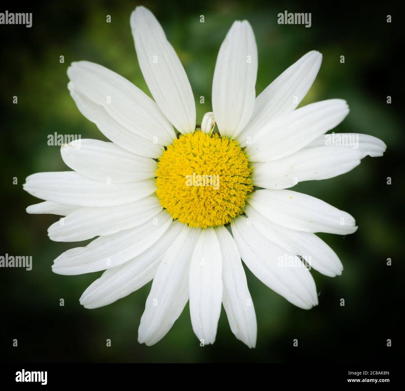 Riley square hi-res stock photography and images - Alamy