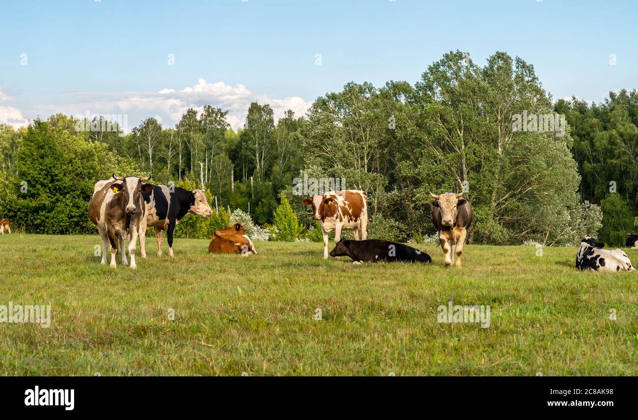 A herd of well-groomed cows and steers graze in a meadow in the woods ...