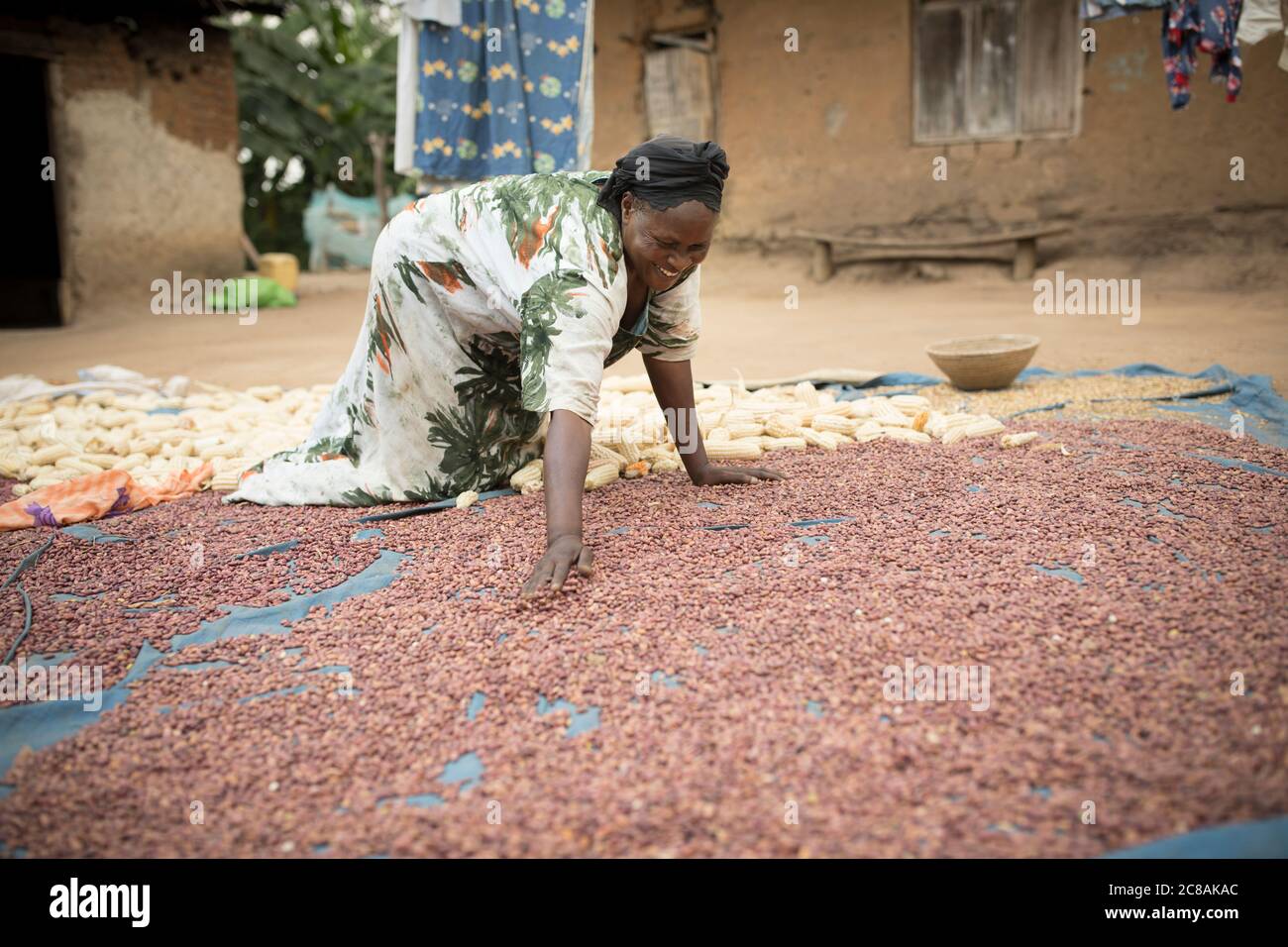 Maize crop with bean africa hi-res stock photography and images - Alamy