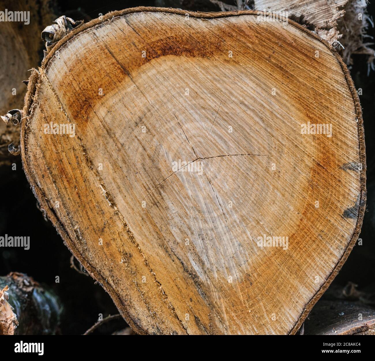 cross section of tree trunk Stock Photo - Alamy