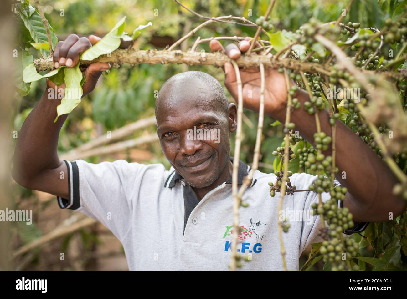 A commercial coffee farmer examines a coffee tree full of coffee ...
