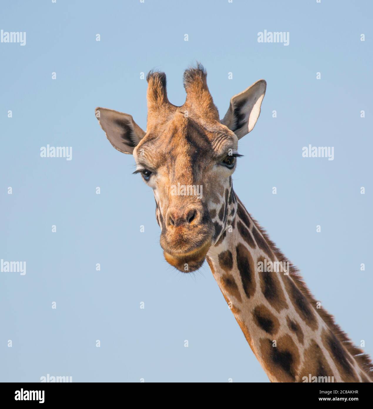 Close, front view of giraffe head (Giraffa camelopardalis) isolated ...