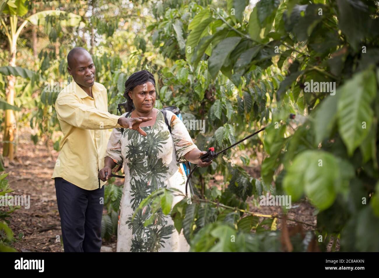 An agricultural extension worker trains a woman small coffee farmer on ...