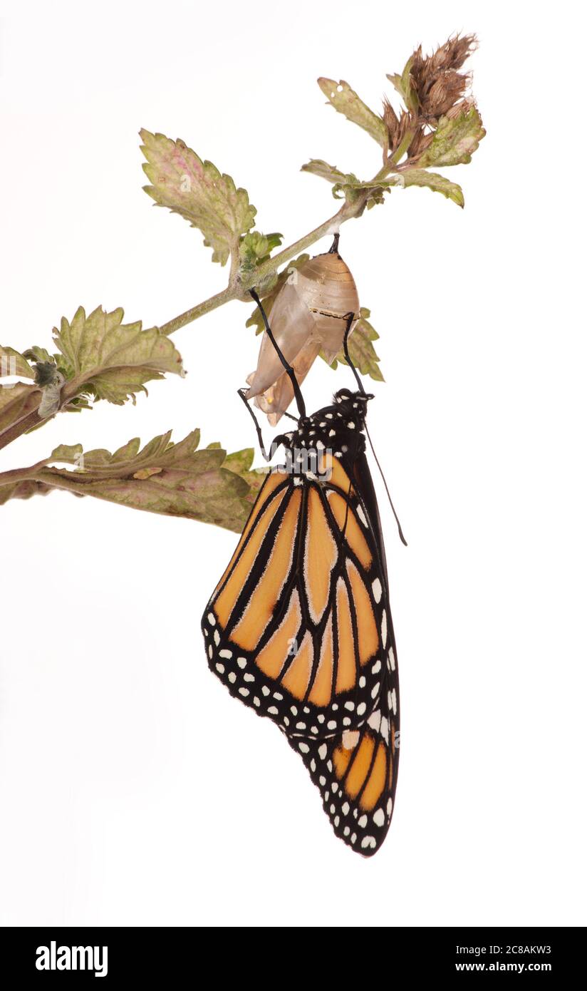 Monarch cocoon Cut Out Stock Images & Pictures - Alamy