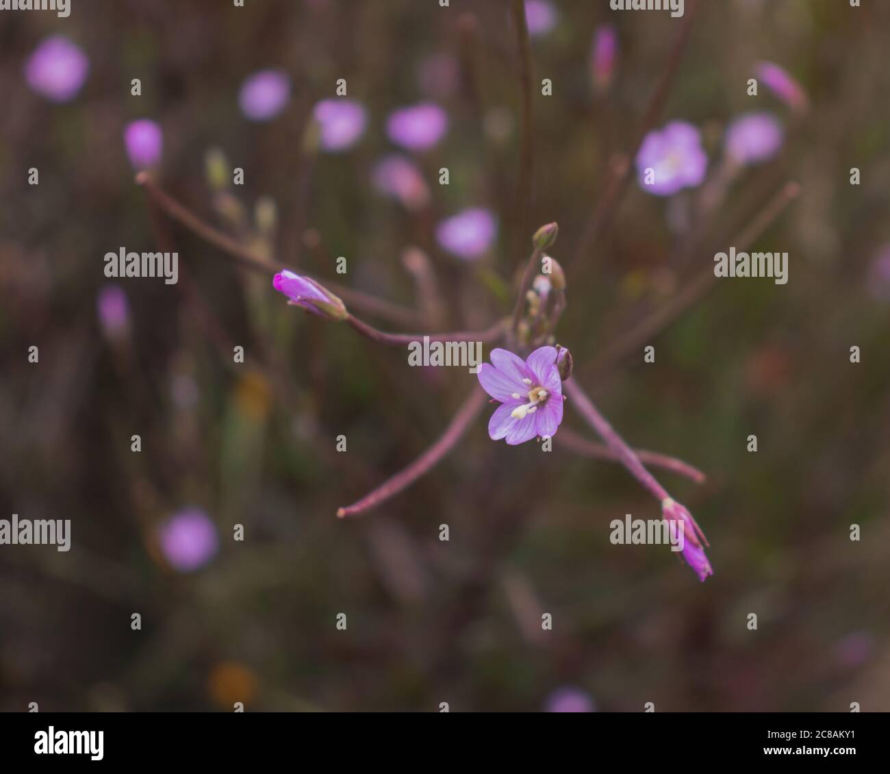 tiny flowers with a big close-up Stock Photo - Alamy