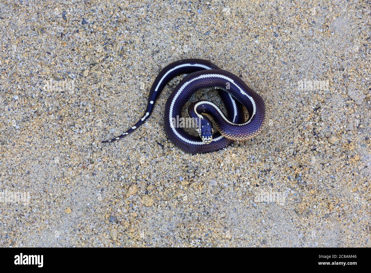 Racer snake hi-res stock photography and images - Alamy