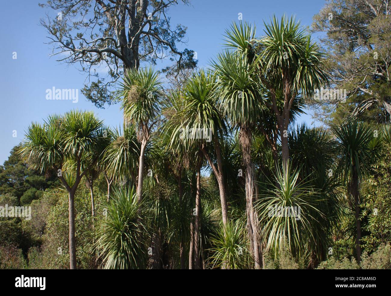 New Zealand Cabbage Trees Stock Photo - Alamy