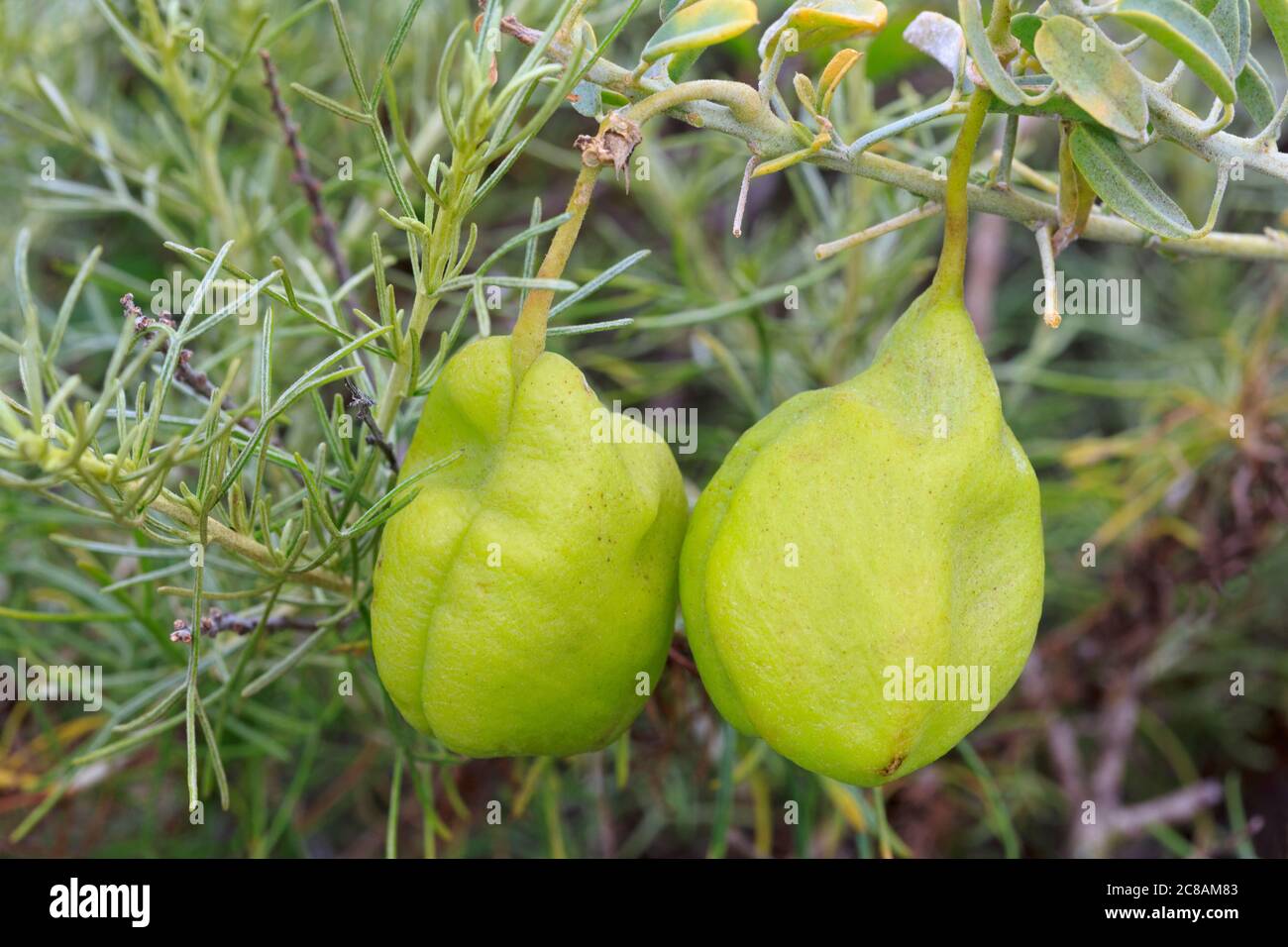Bladderpod in Cabrillo National Monument,San Diego,California,USA,North ...