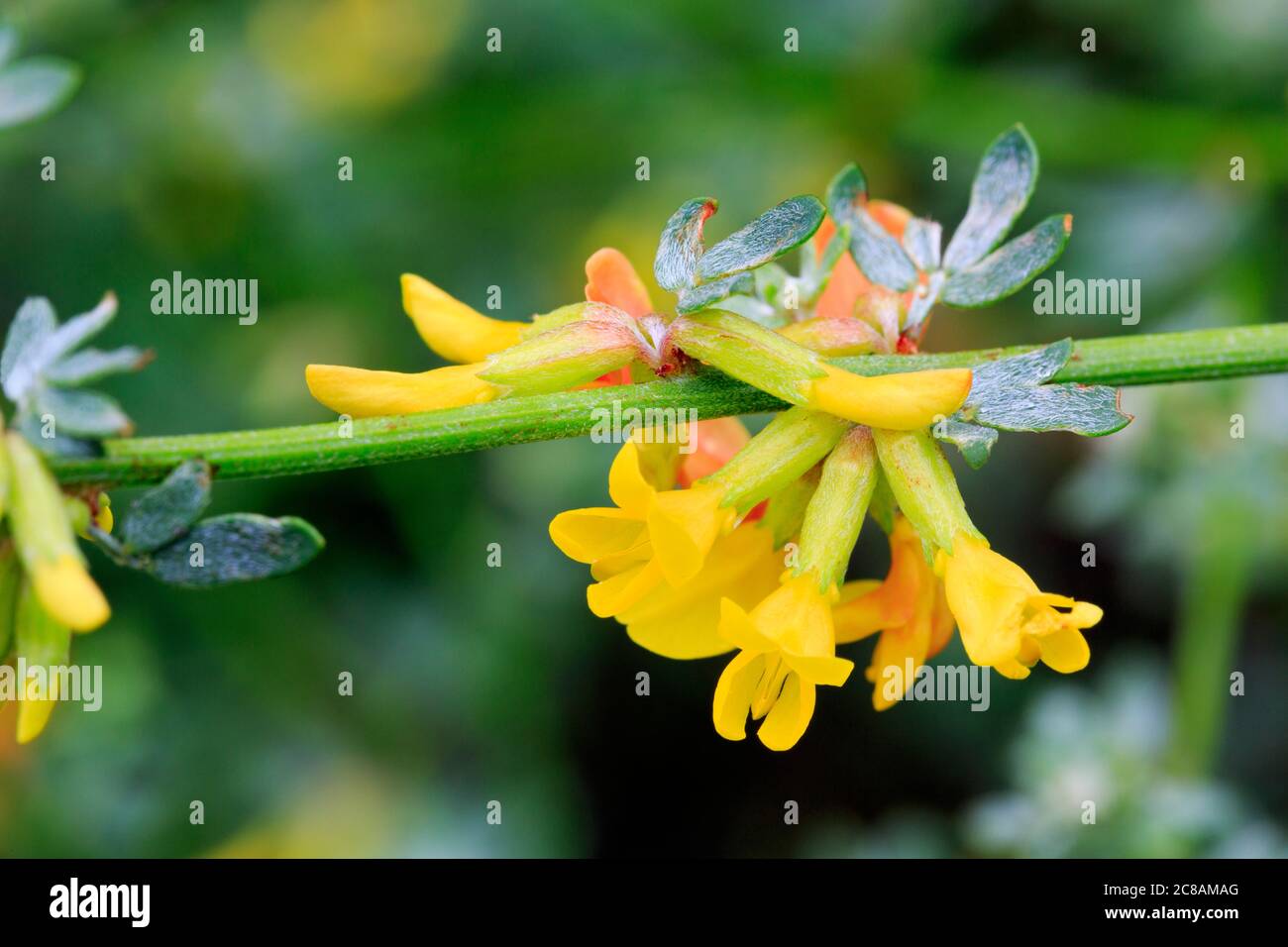 Deerweed High Resolution Stock Photography and Images - Alamy