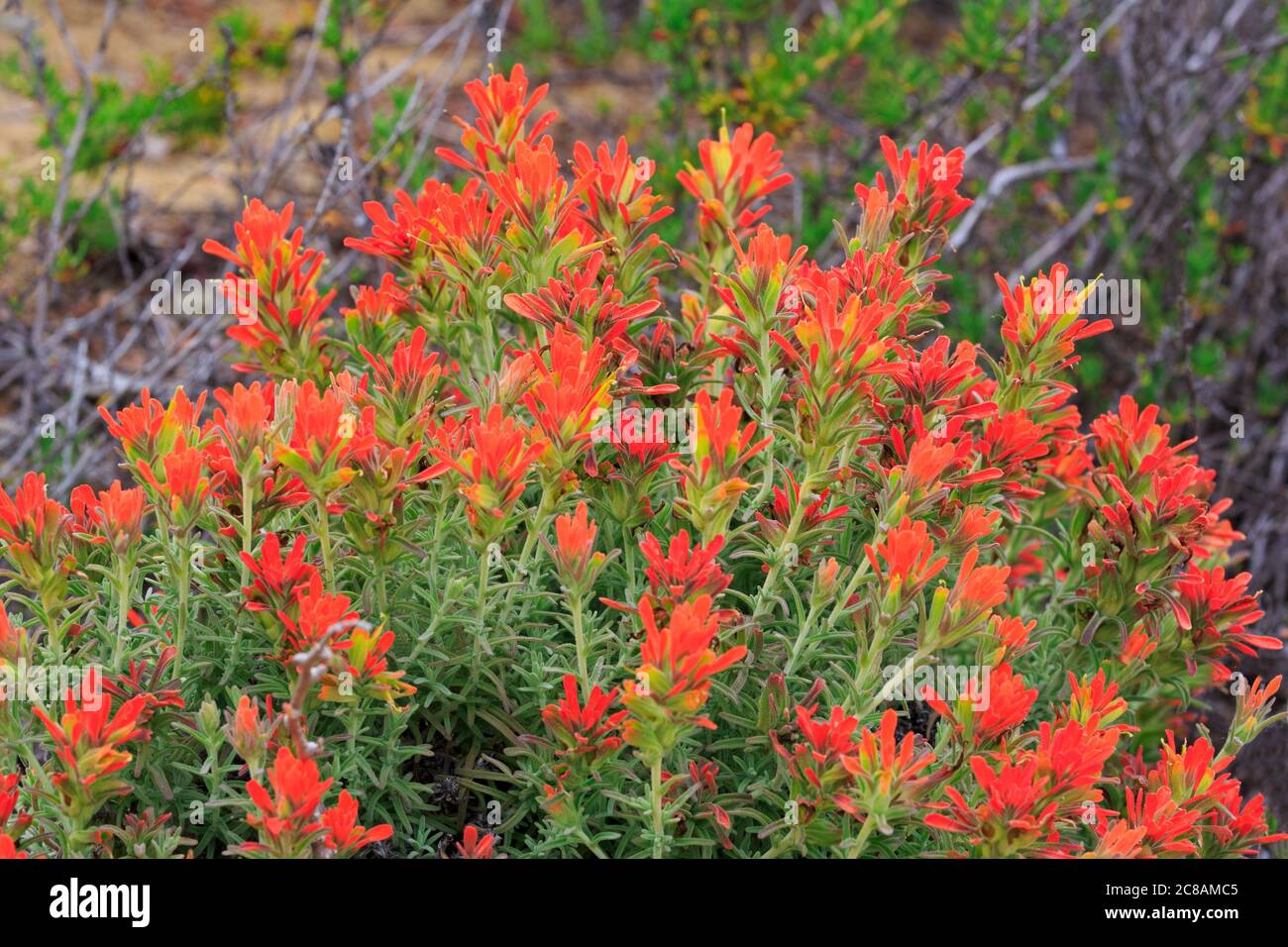 Indian paintbrush flower hi-res stock photography and images - Alamy