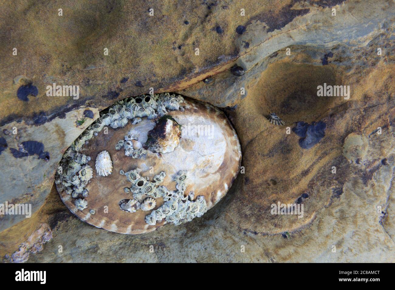 Owl Limpet (Lottia giganta),Cabrillo National Monument,Point Loma,San ...