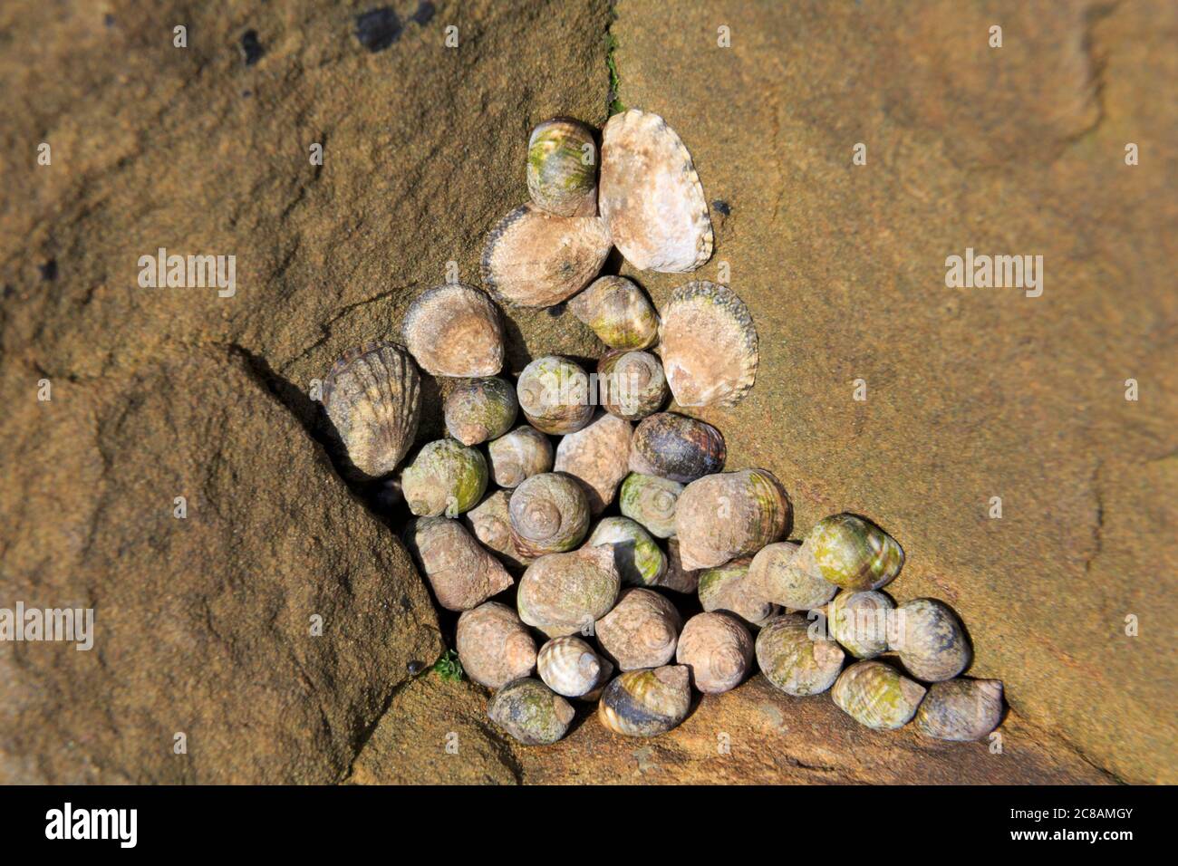 Chlorostoma funebralis hi-res stock photography and images - Alamy