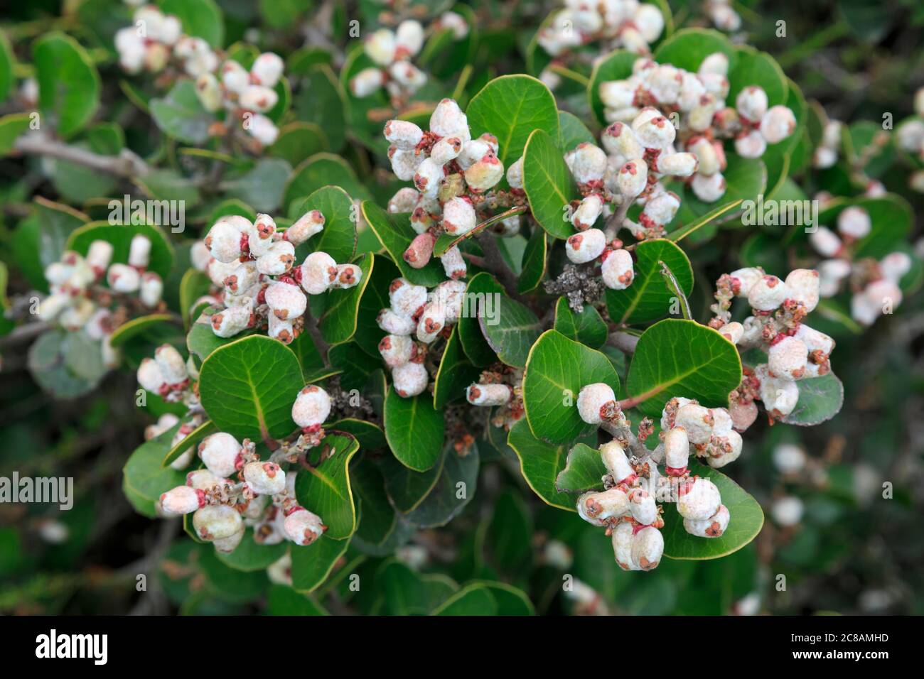 Lemonade Berry in Cabrillo National Monument,San Diego,California,USA ...