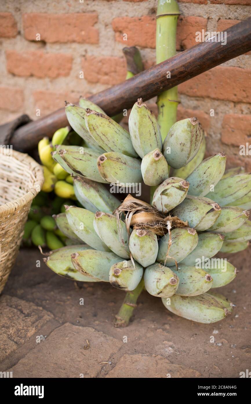 The East African highland banana is a starchy, savory banana and a ...