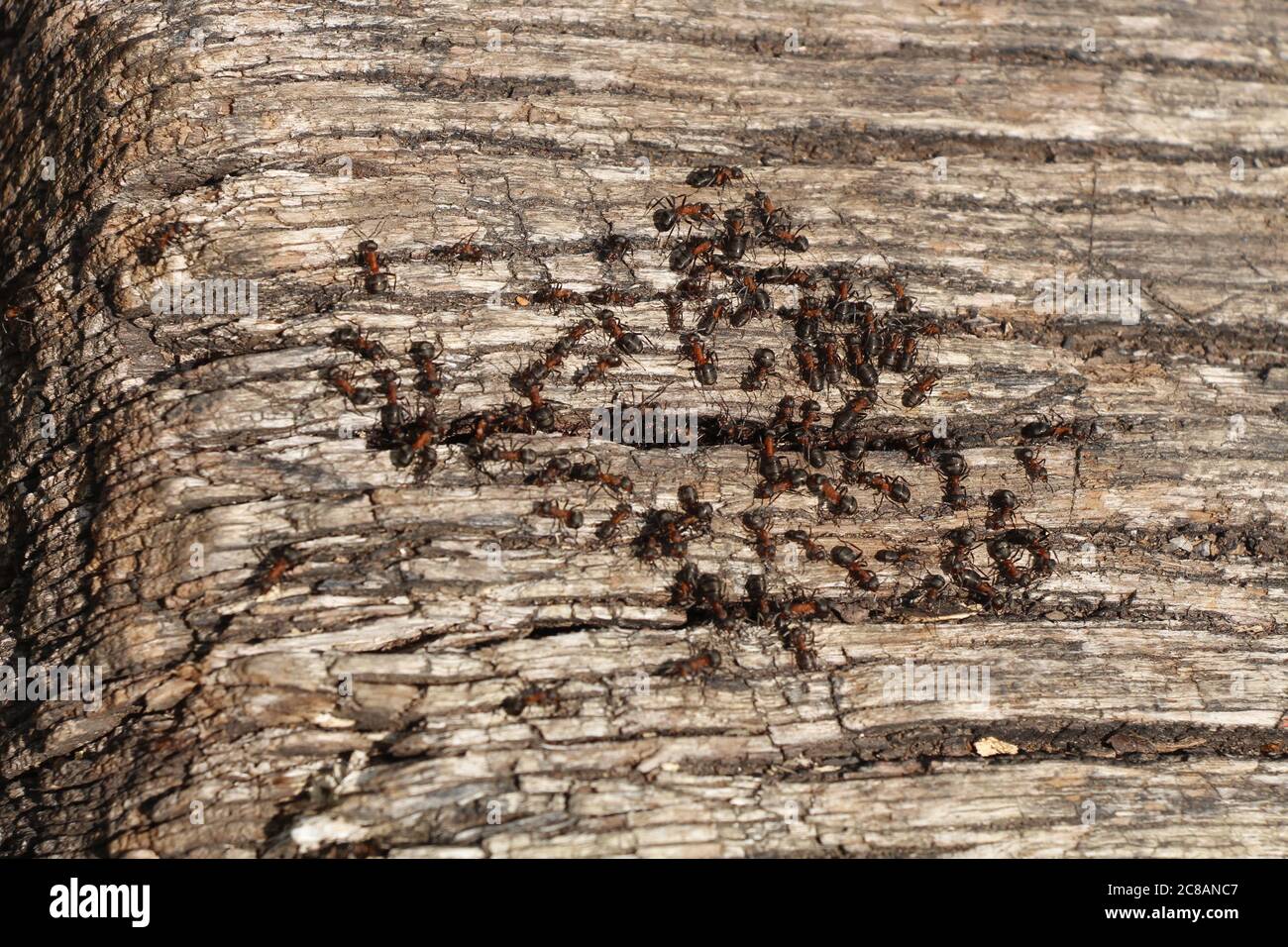 Numerous carpenter ants that have a red part near the middle crawl in ...
