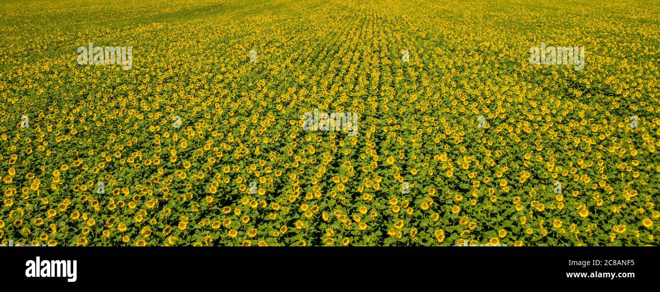 top view of a vast field of blooming sunflower, aerial photo Stock ...