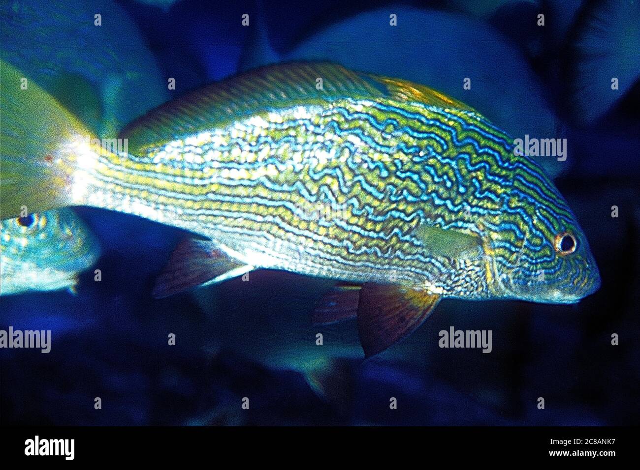 Umbrina High Resolution Stock Photography and Images - Alamy