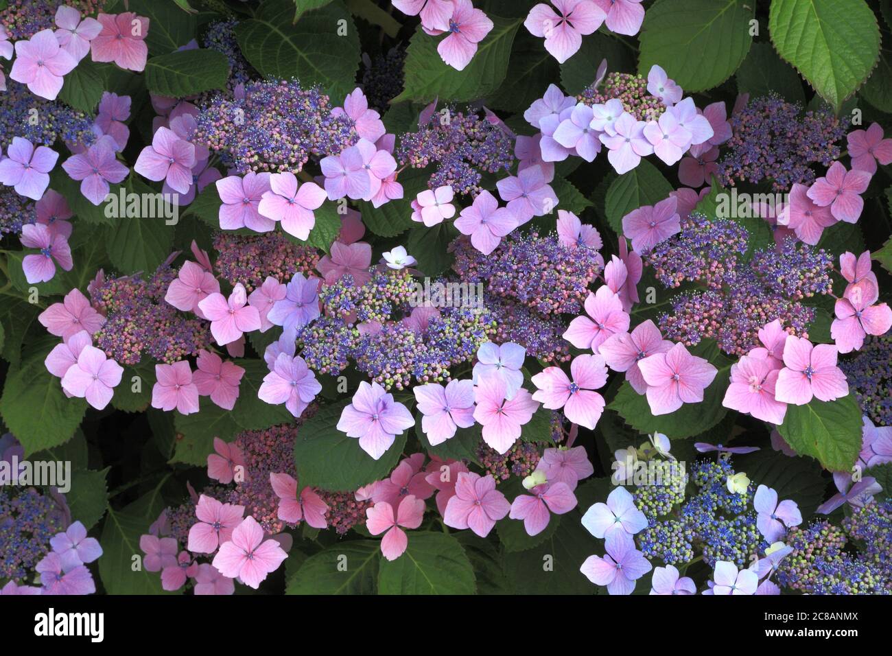 Hydrangea macrophylla 'Blue Wave', Hydrangea 'Mariesii Perfecta', hydrangeas, detail, flower ...