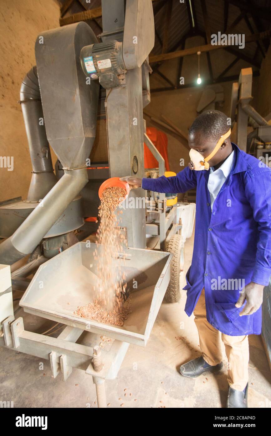 A worker pours dry beans into a refining machine, which automatically ...