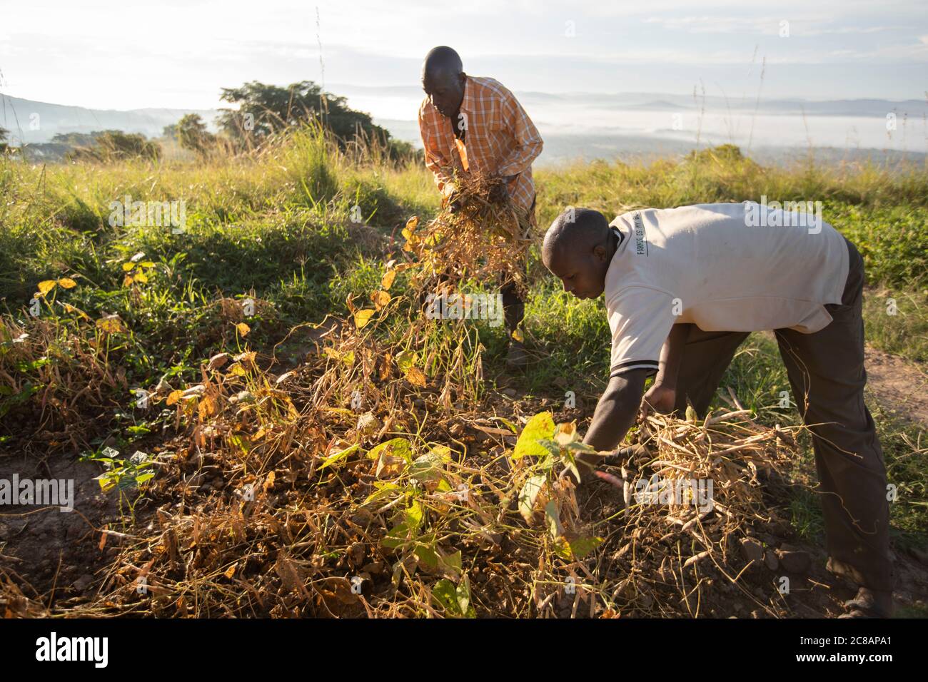 Farmers harvest their bean crop together amidst the beautiful hillside ...