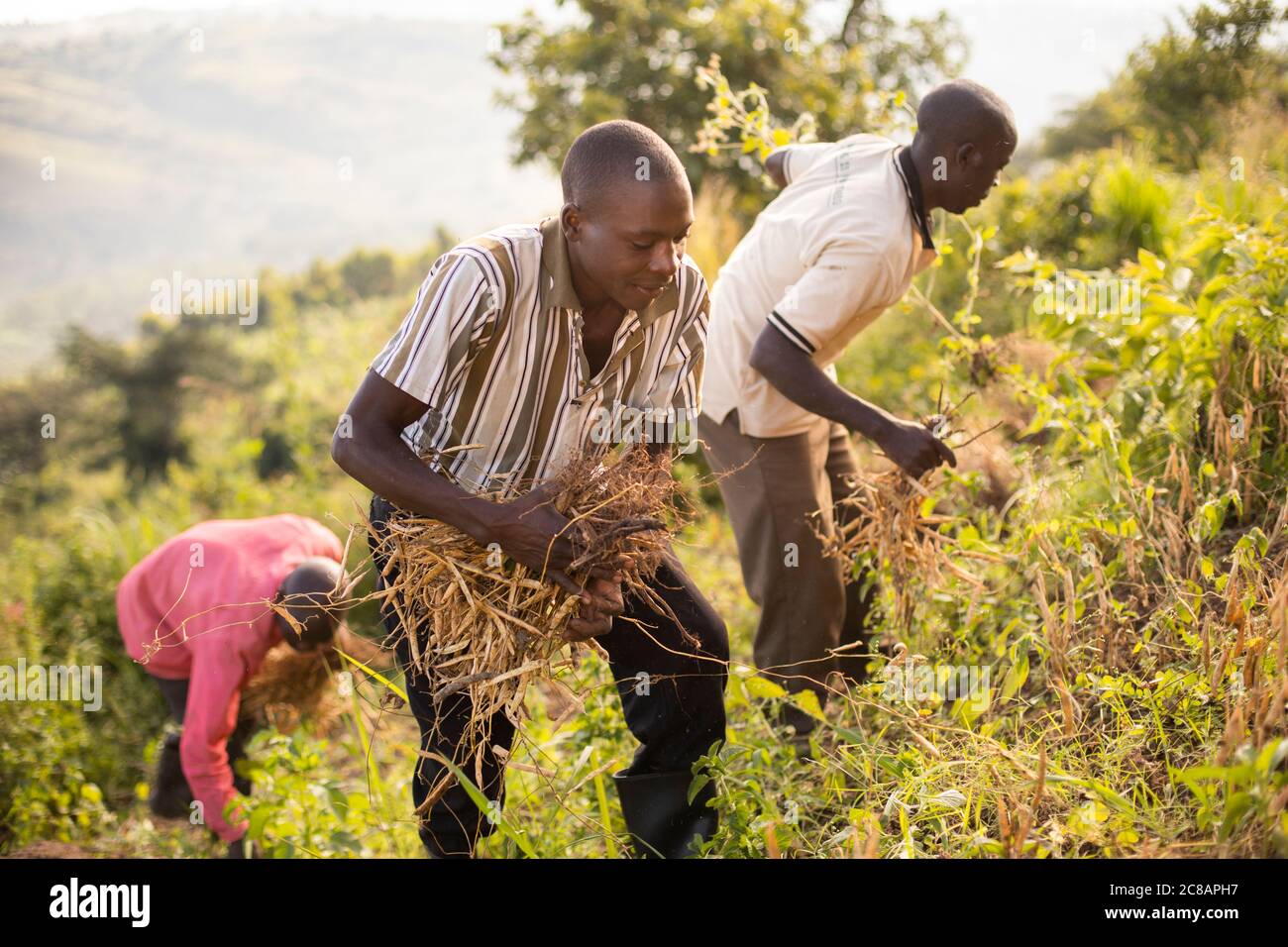 Farmers harvest their bean crop together amidst the beautiful hillside ...