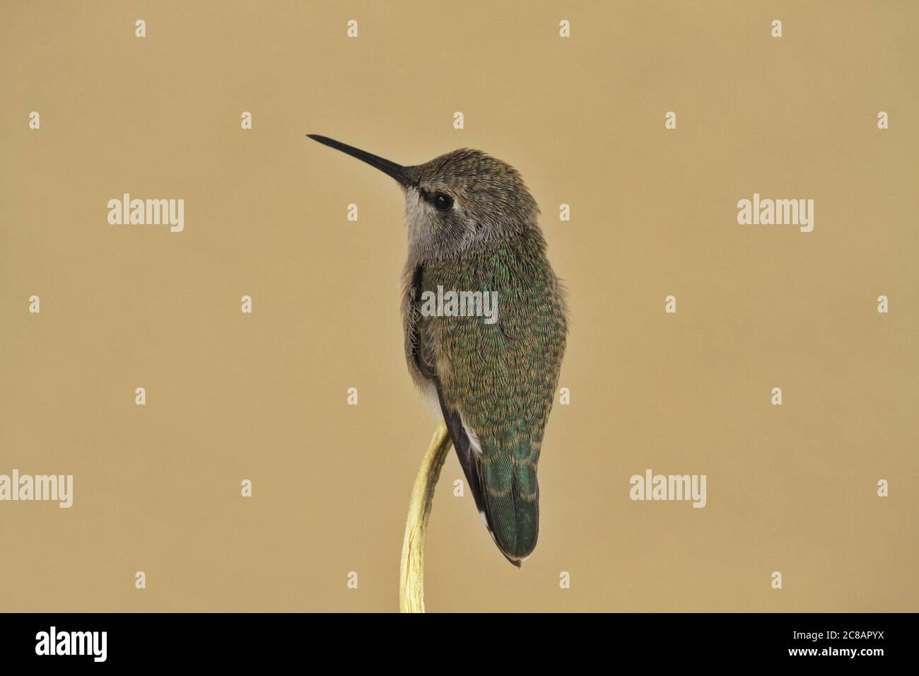 Hummingbird portrait with abundant surrounding copy space. Arizona is ...