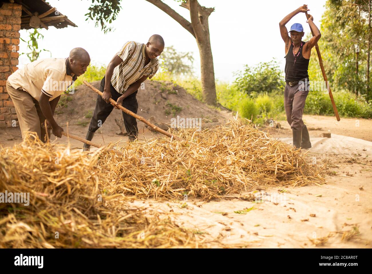 Farmers thresh their bean crop by beating the dry pods with a large ...